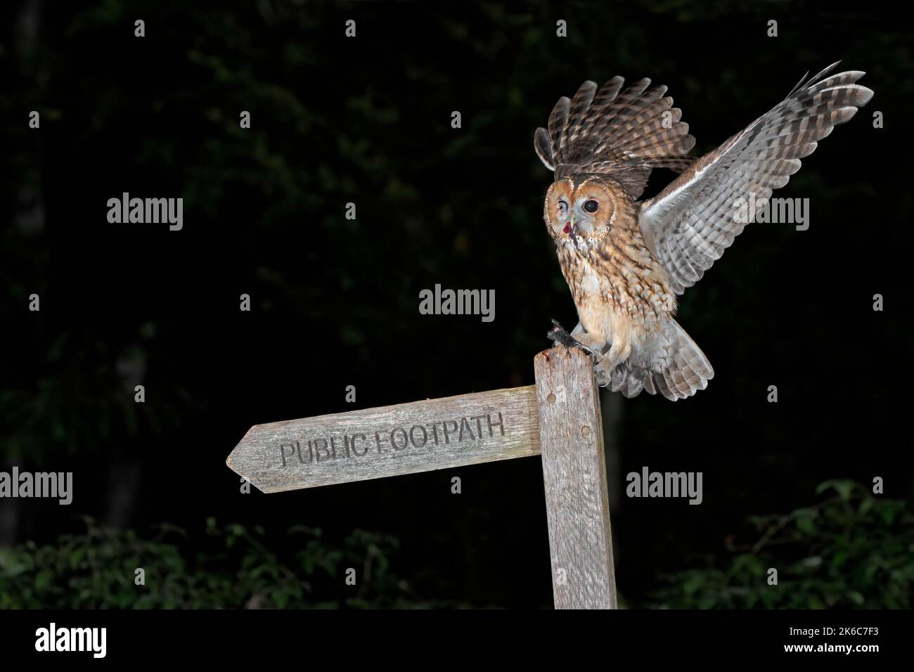 Adult strix aluco mouse hi-res stock photography and images - Alamy
