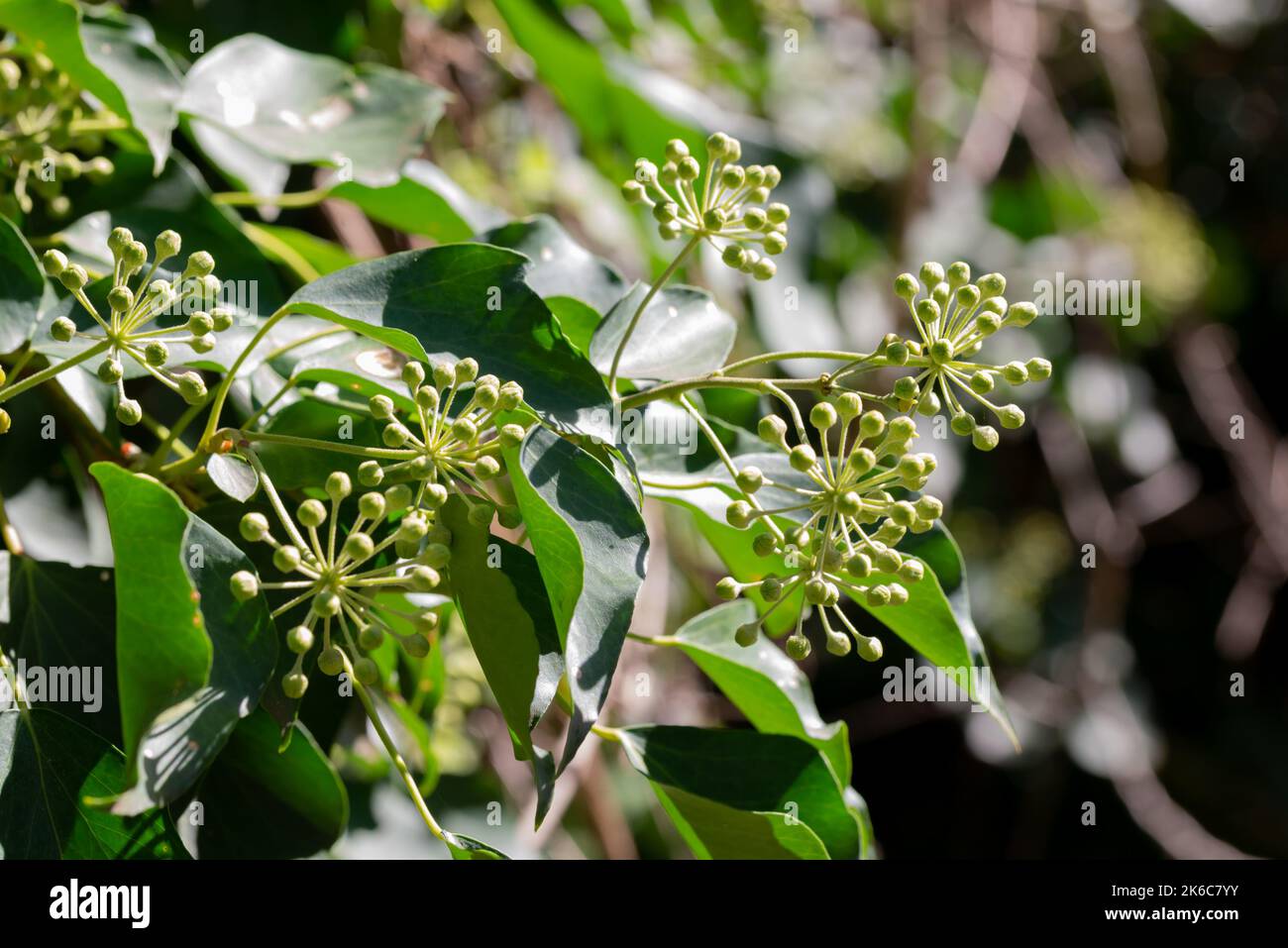 Hedera helix in bloom, growing on a tree trunk, in Marche region, Italy ...