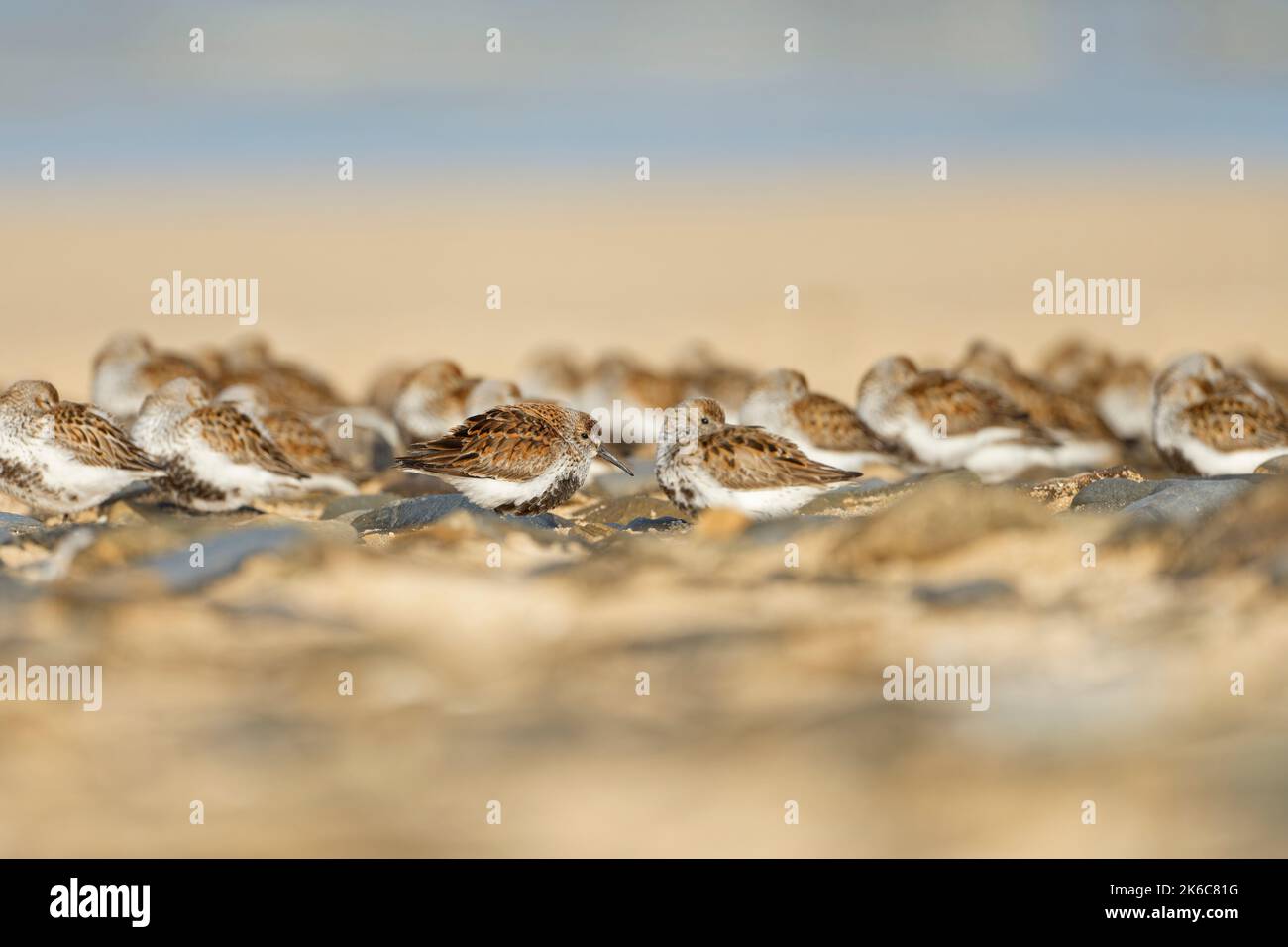 Dunlin (Calidris Alpina) in breeding plumage, resting during spring ...