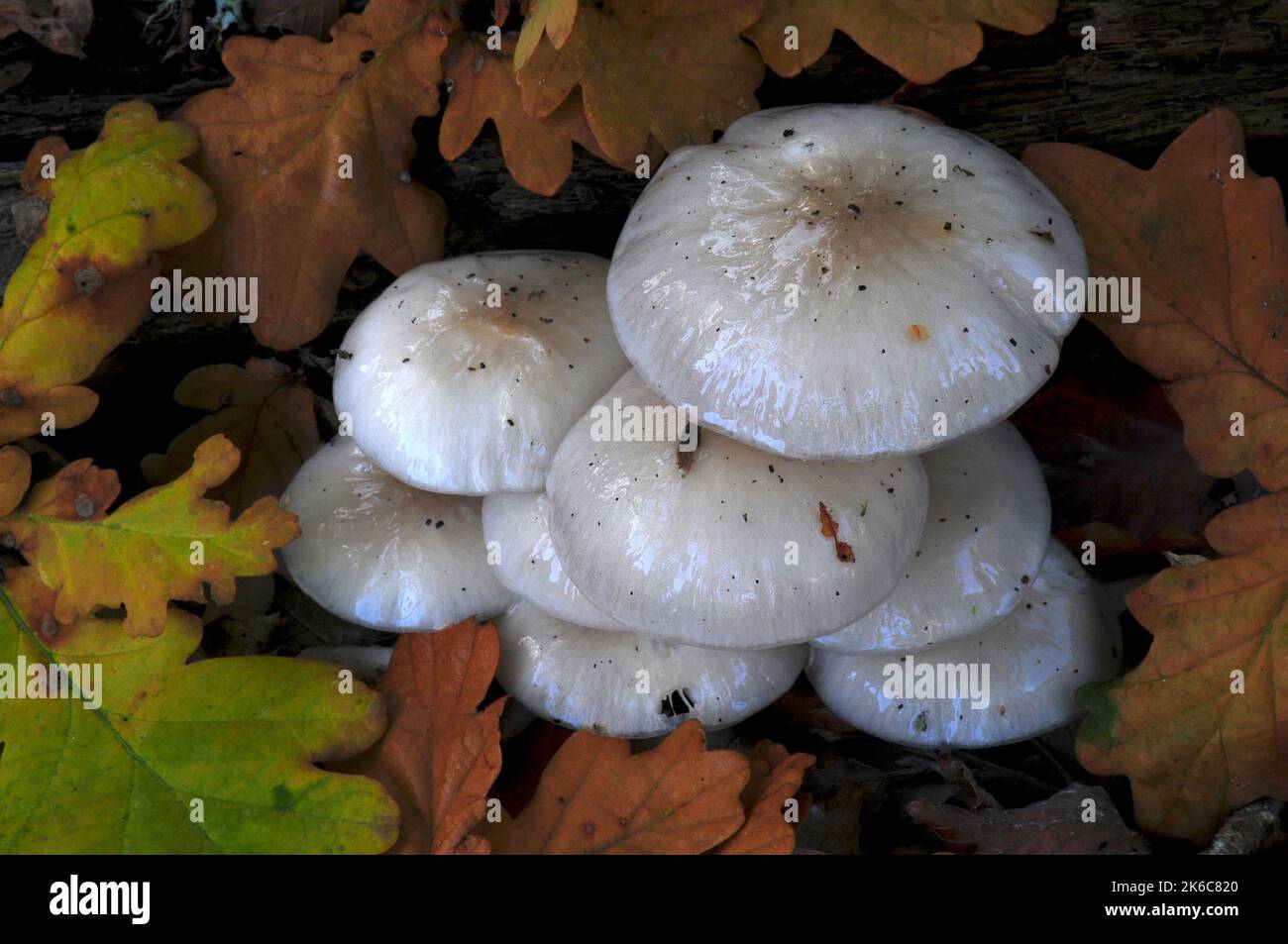 Beech tuft fungus hi-res stock photography and images - Alamy
