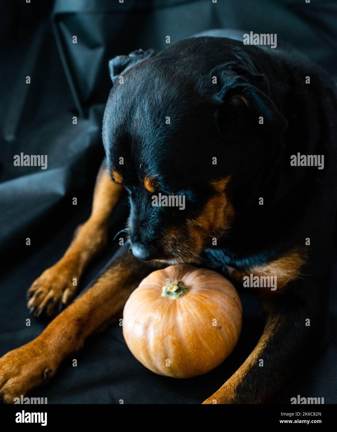 Rottweiler puppy face hi-res stock photography and images - Alamy