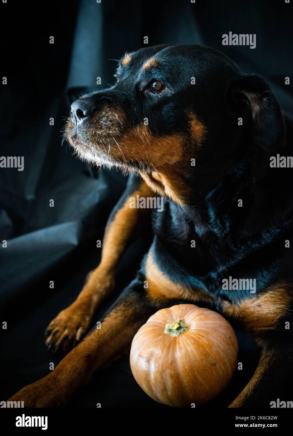 Rottweiler puppy face hi-res stock photography and images - Alamy