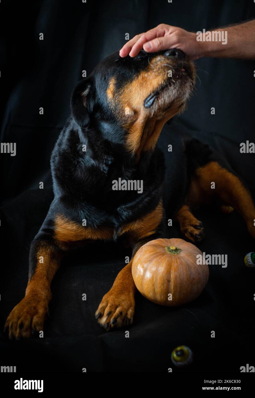rottweiler dog with a halloween pumpkin Stock Photo - Alamy