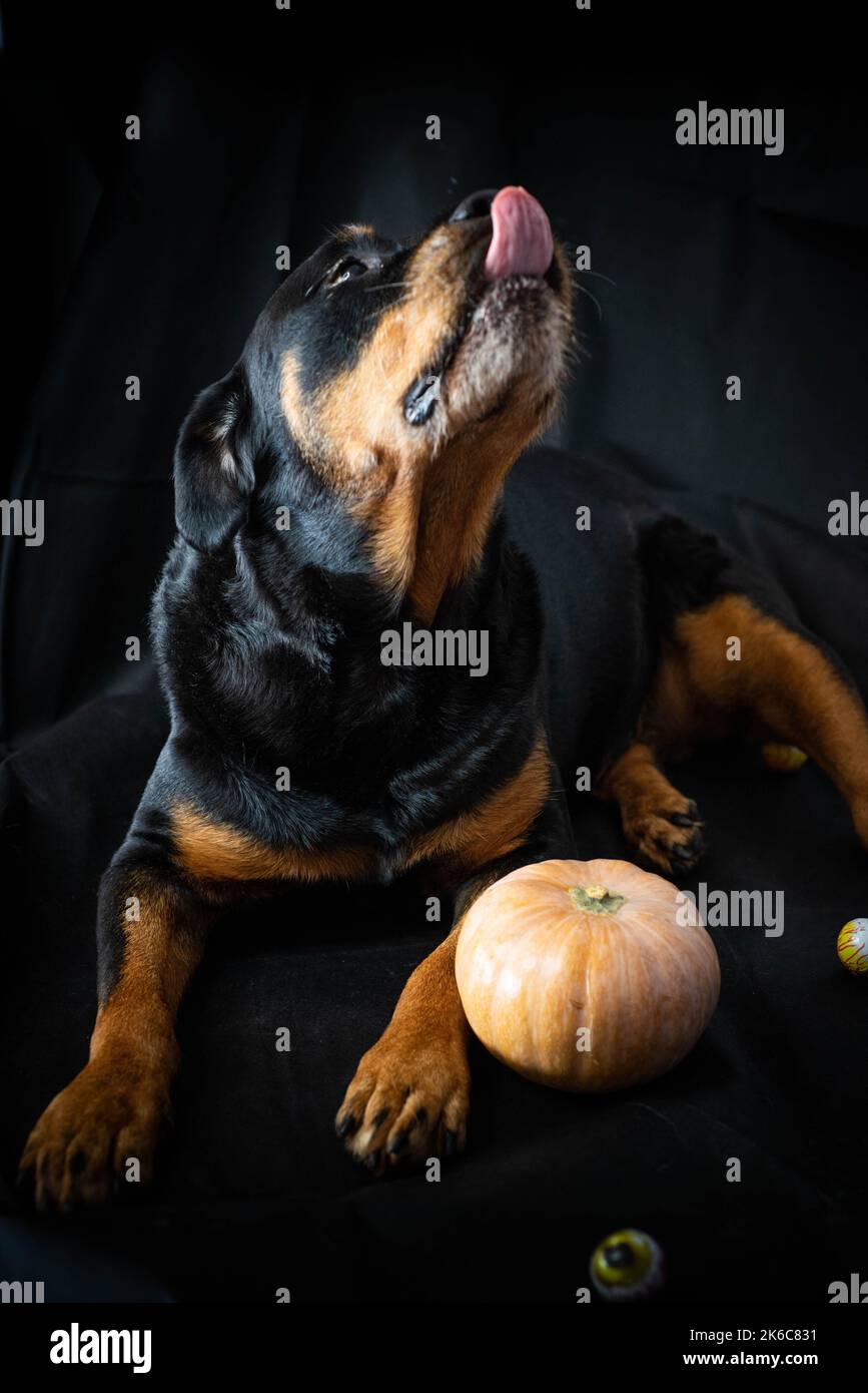 rottweiler dog with a halloween pumpkin Stock Photo - Alamy