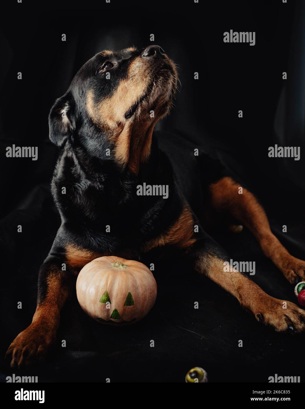 rottweiler dog with a halloween pumpkin Stock Photo - Alamy