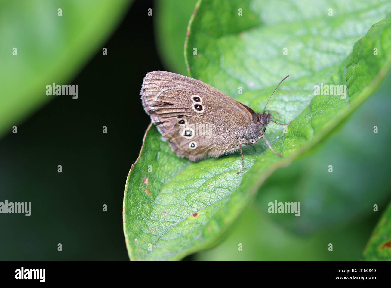 Ringlet butterfly, Aphantopus hyperantus, old adult with signs of age ...