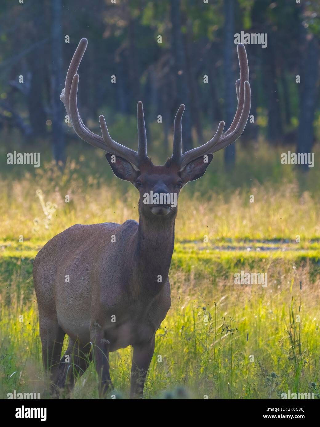 Bull male walking in the field with a blur forest background in its ...