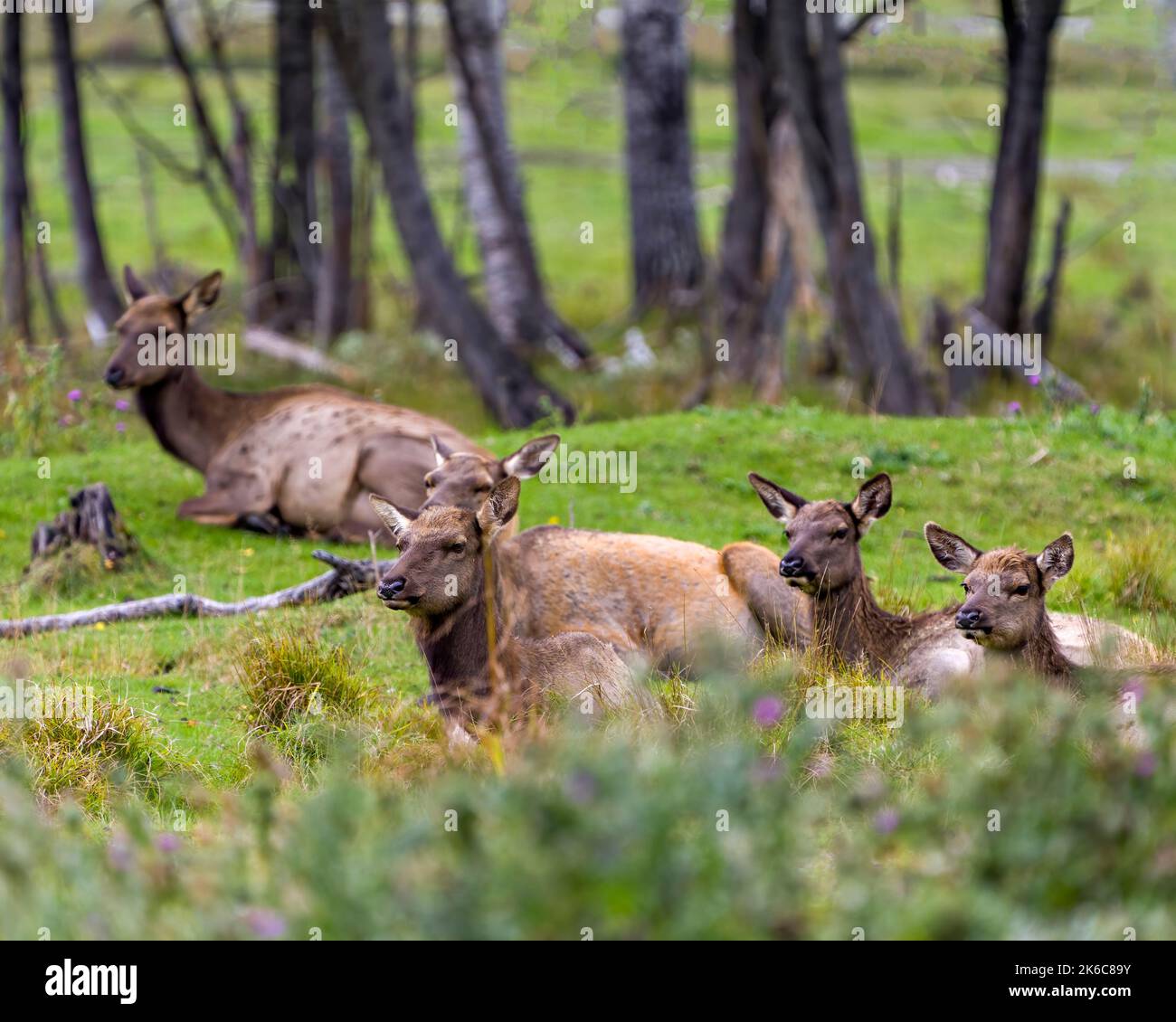 Elk female cows resting in the field with a blur forest background in ...