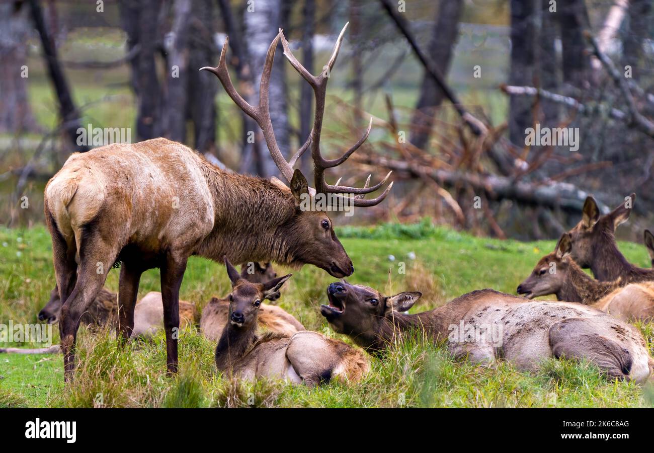 Elk buck bugling guarding his herd of elk cows with a blur forest ...