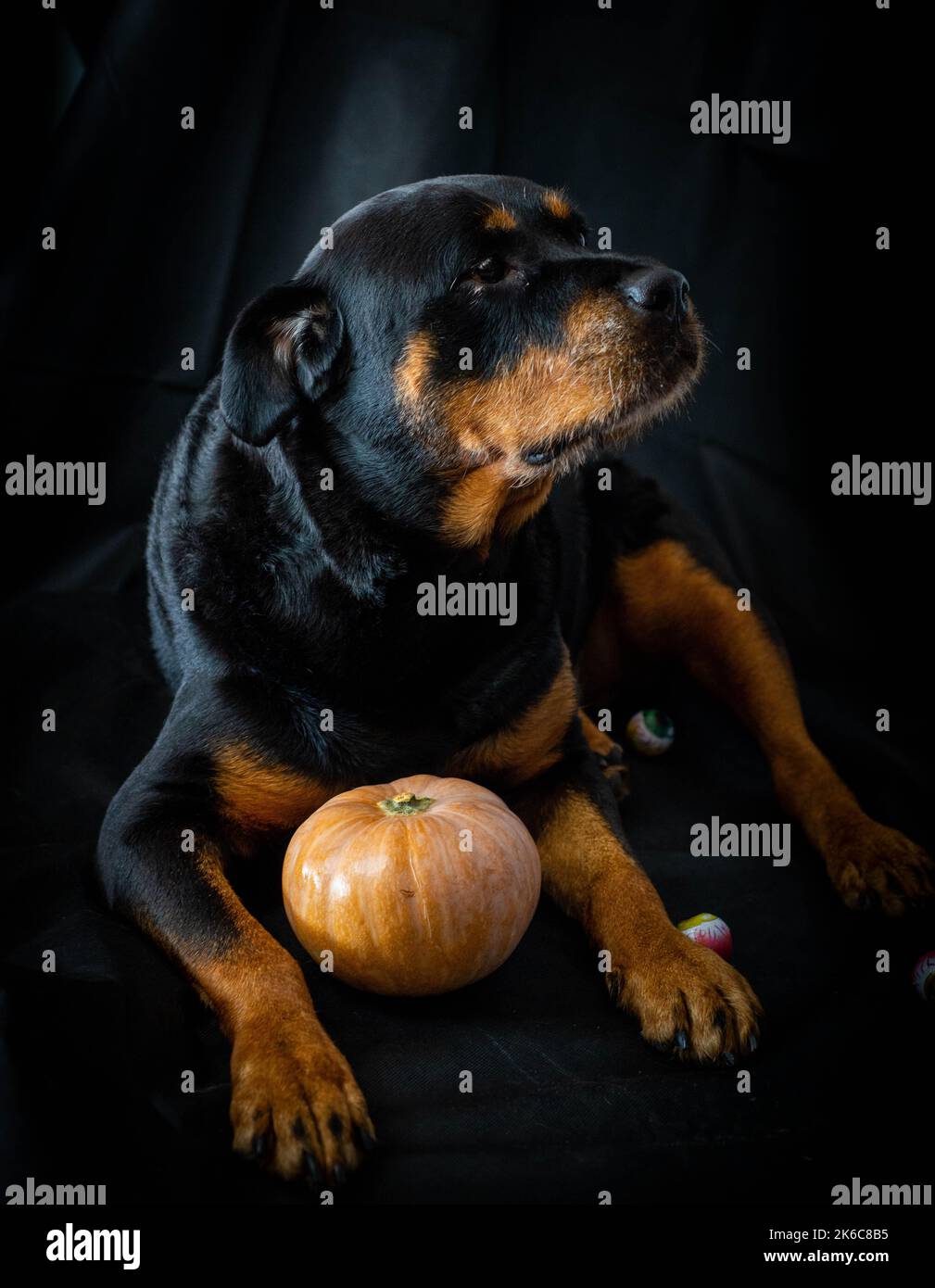 Rottweiler puppy dog head hi-res stock photography and images - Alamy