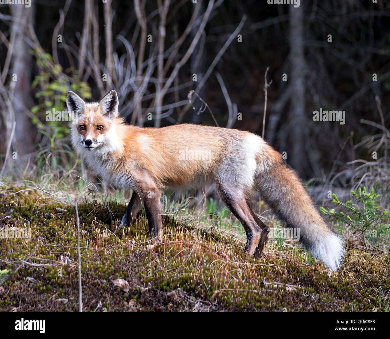Red fox close-up profile view in the springtime displaying fox tail ...
