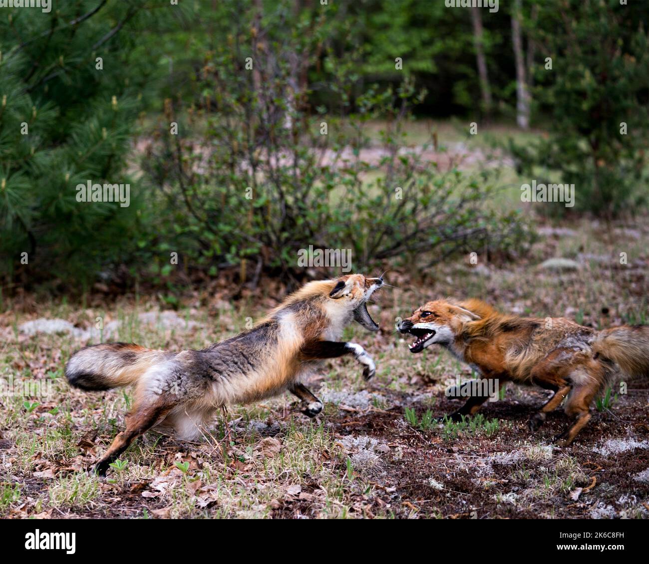 Foxes dancing, playing, fighting, rival, interacting with a behaviour ...