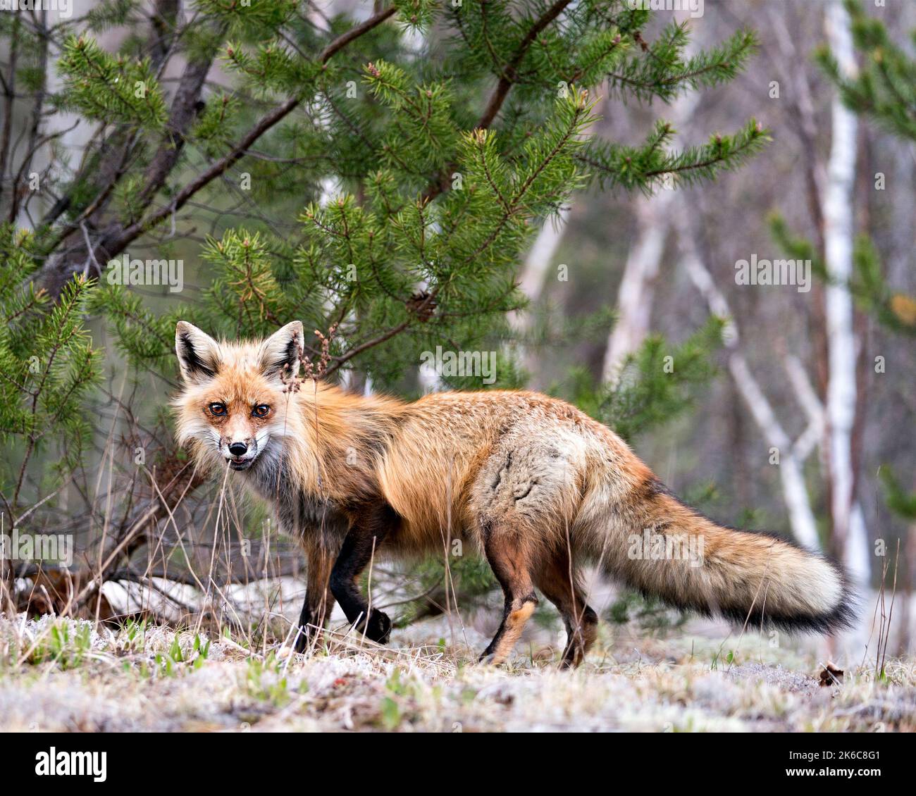 Red fox close-up profile side view looking at camera with a blur forest ...