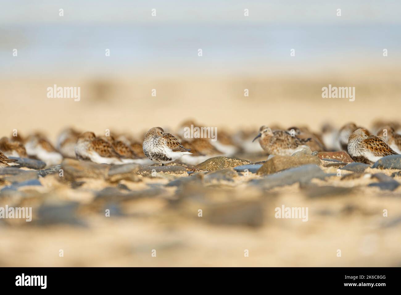 Dunlin (Calidris Alpina) in breeding plumage, resting during spring ...