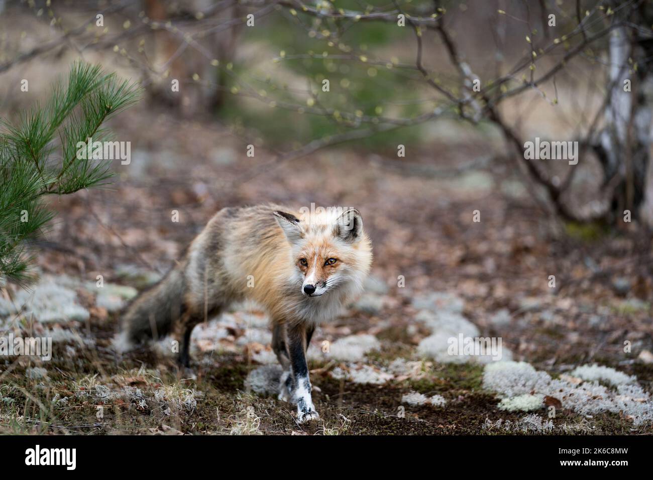 Red Fox close-up standing on moss ground in the spring season with blur ...