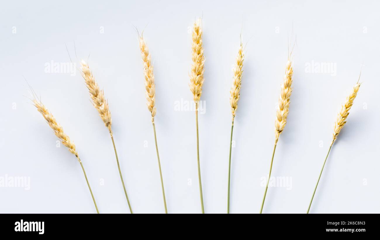 Top down view of strands of wheat against a light background Stock ...