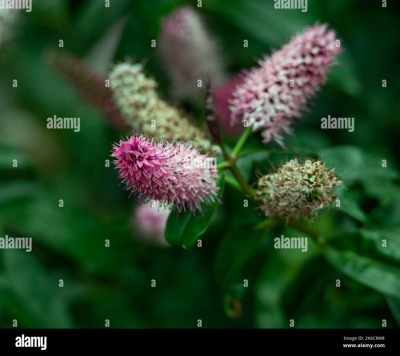 Veronica speciosa, synonym Hebe speciosa, is a species of flowering ...
