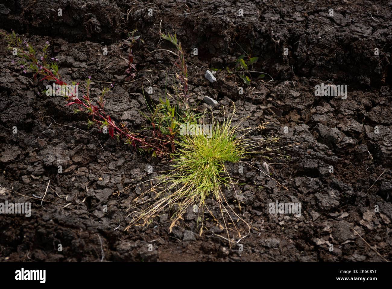 Industrial peat extraction on peatlands in the Midlands of Ireland ...