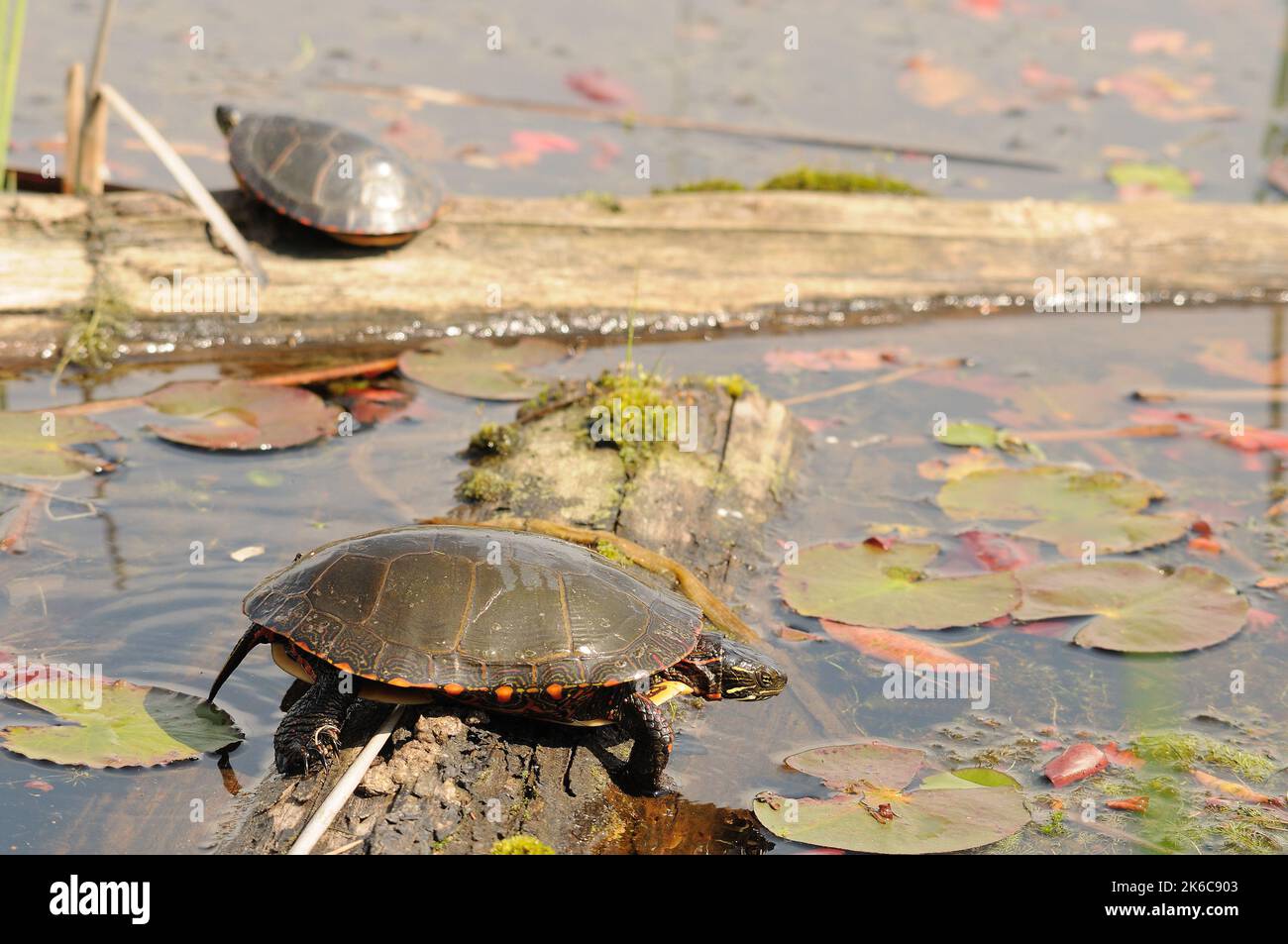 Painted Turtle resting on a log with lily water pads background in its ...