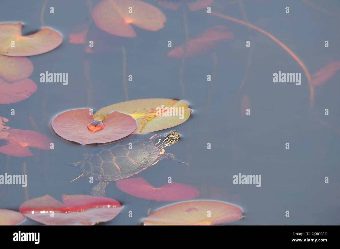 Painted Turtle swimming with lily water pads background in its ...
