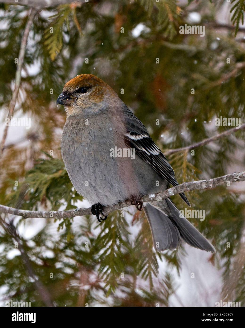 Pine Grosbeak close-up profile view, perched on a cedar tree branch ...