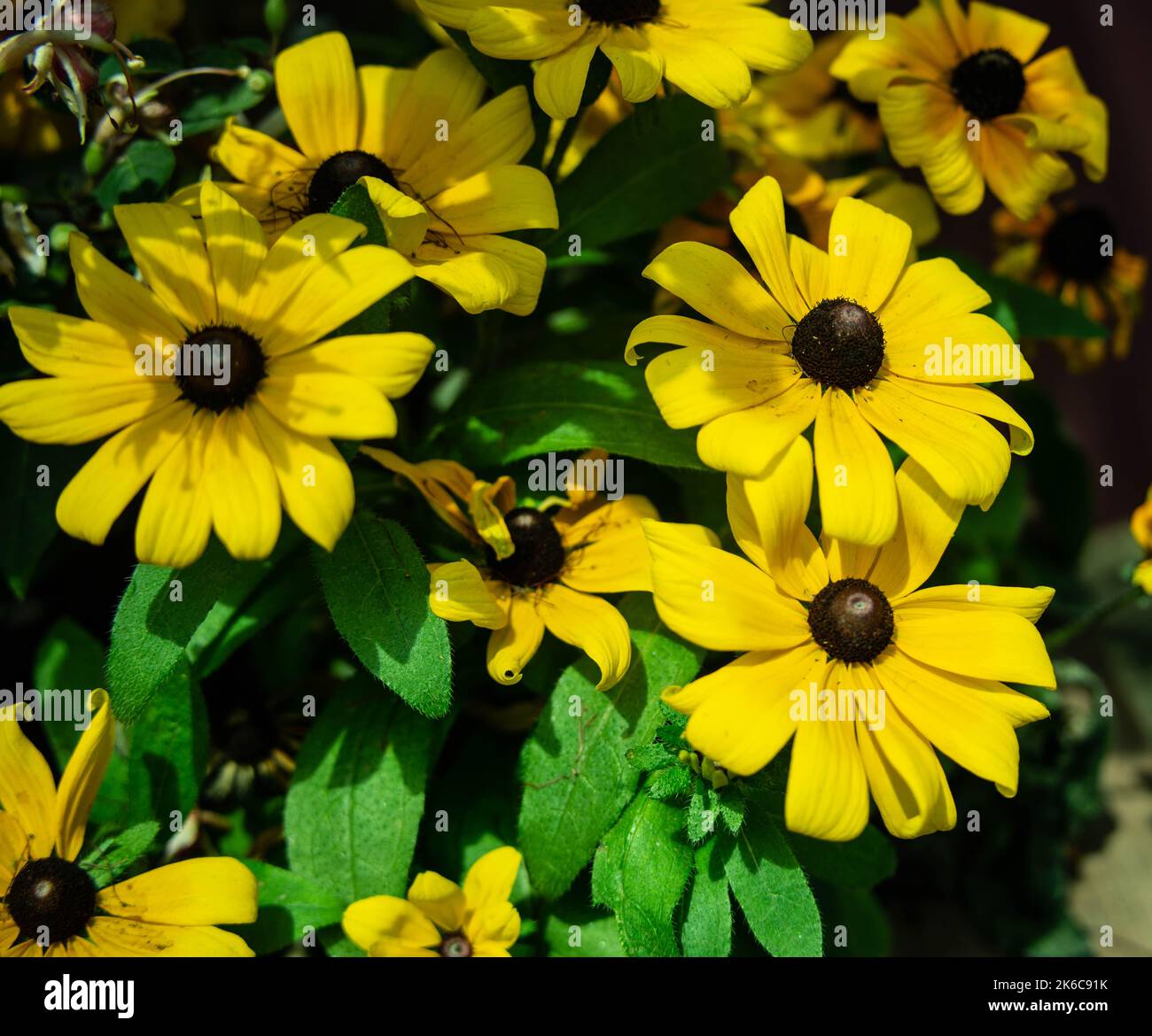 Rudbeckia hirta, commonly called black-eyed Susan, is a North American ...