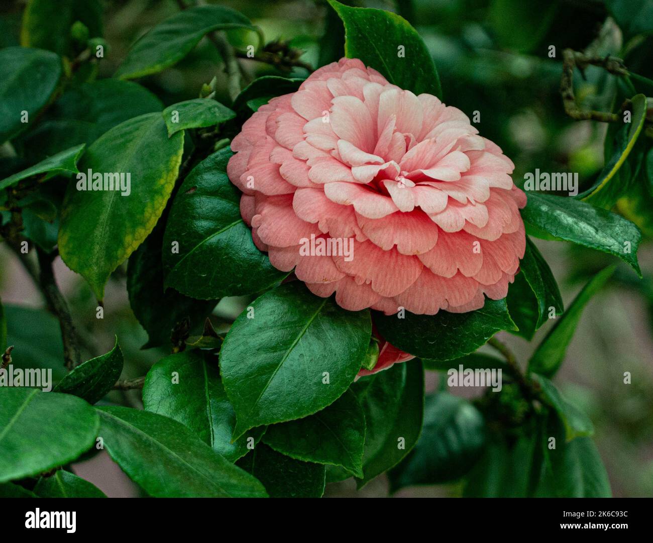 Camellia japonica, known as common camellia, or Japanese camellia, is a ...