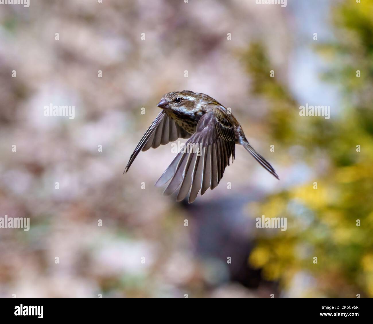 Finch female flying with its beautiful brown spread wings with a blur ...