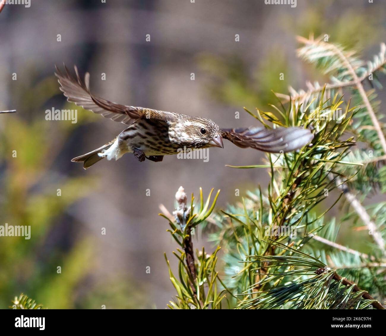 Finch female flying over a coniferous tree with a blur background in ...
