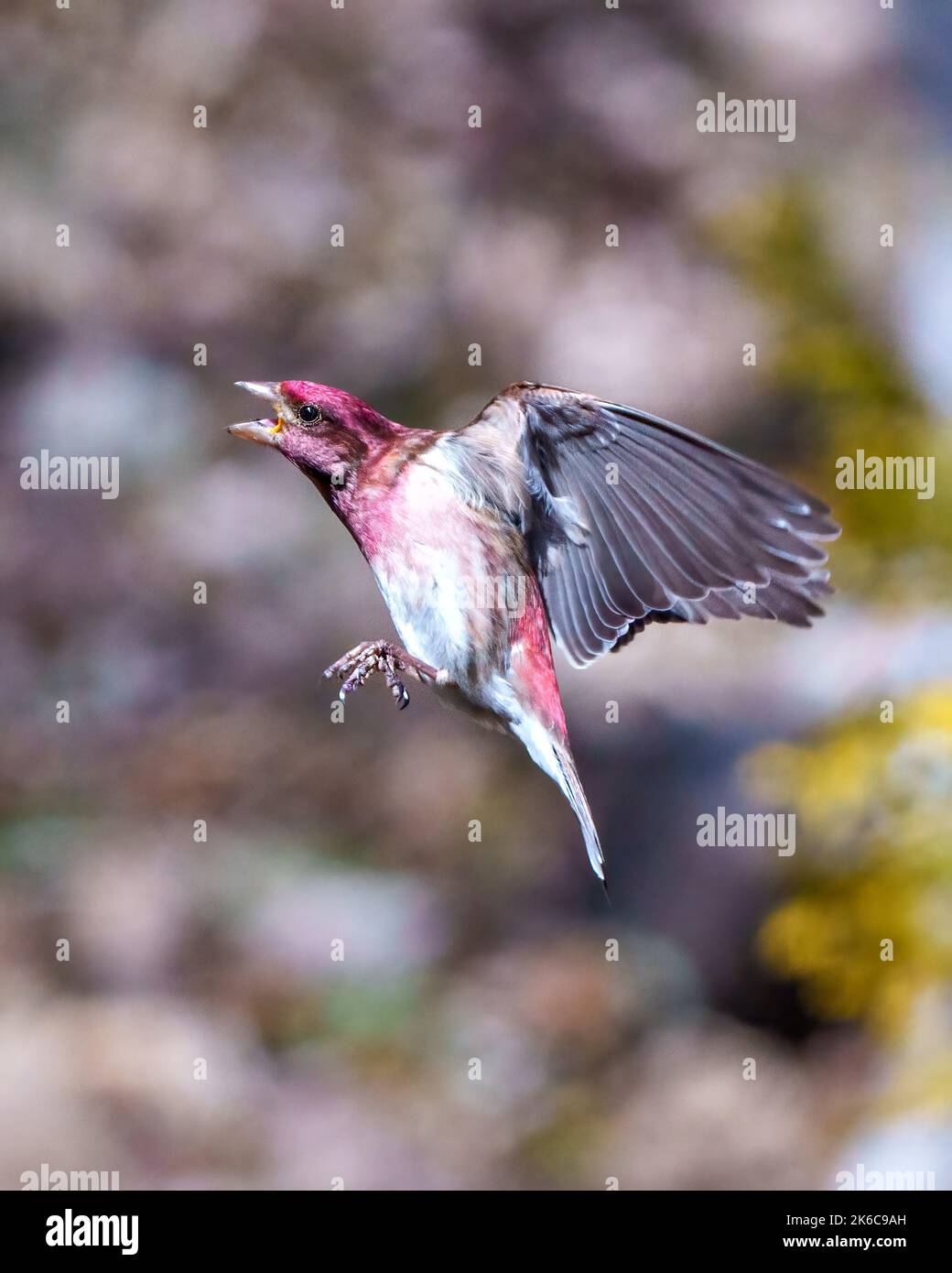 Finch male flying with its beautiful red colour spread wings with a ...