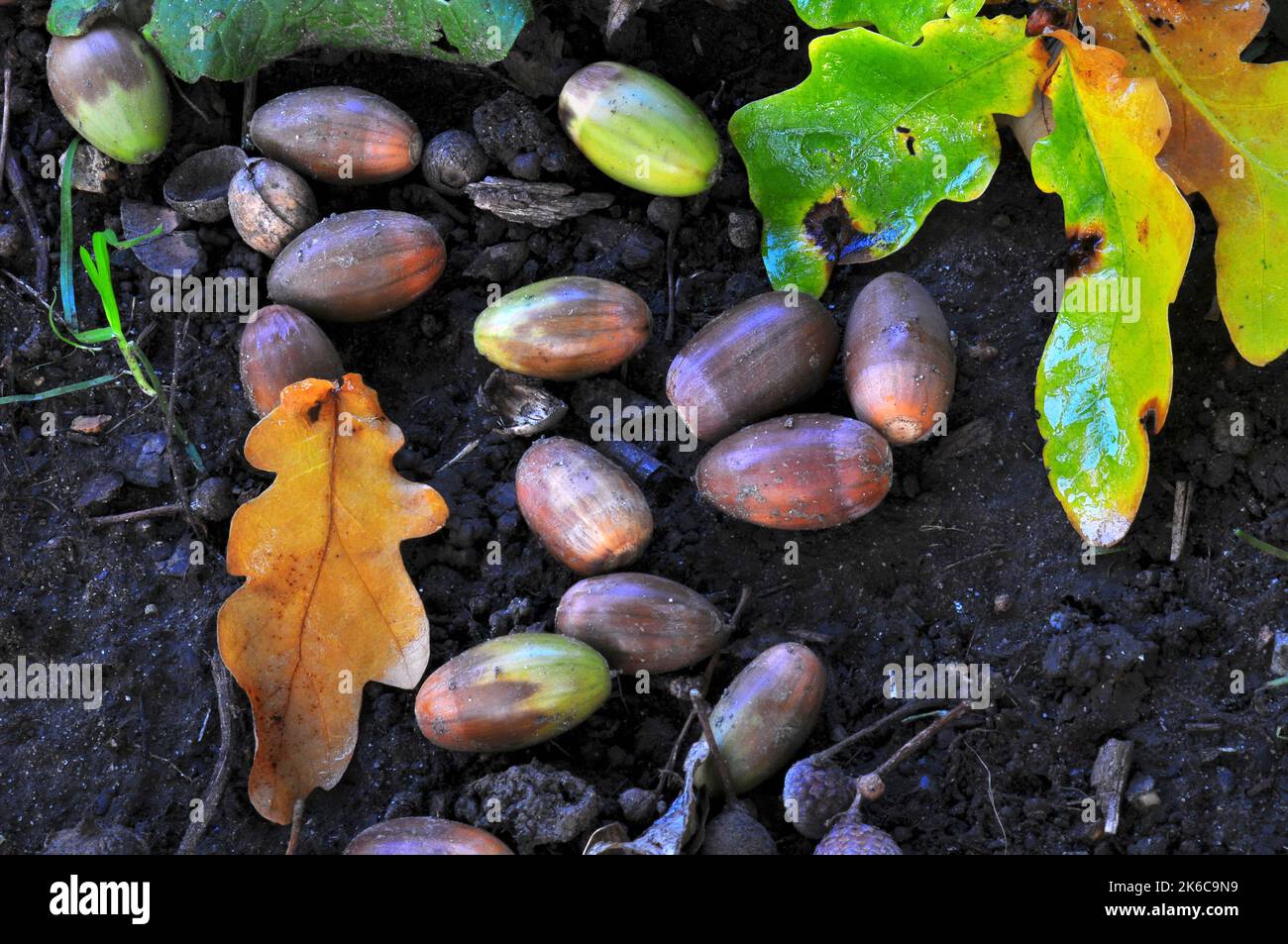 Fallen acorns from English oak tree Stock Photo - Alamy