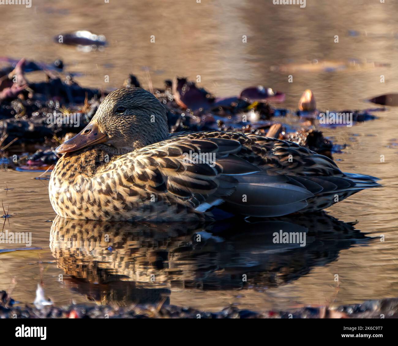 Duck resting in the water with reflection in its environment and ...