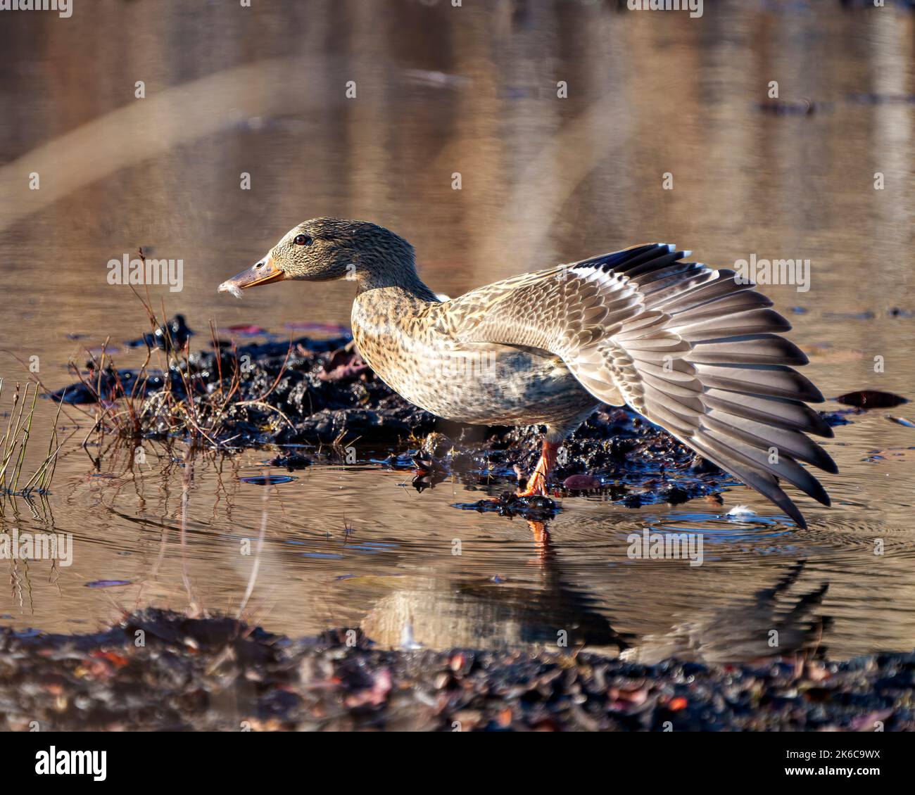 Duck standing in the water with reflection and spread wings in its ...