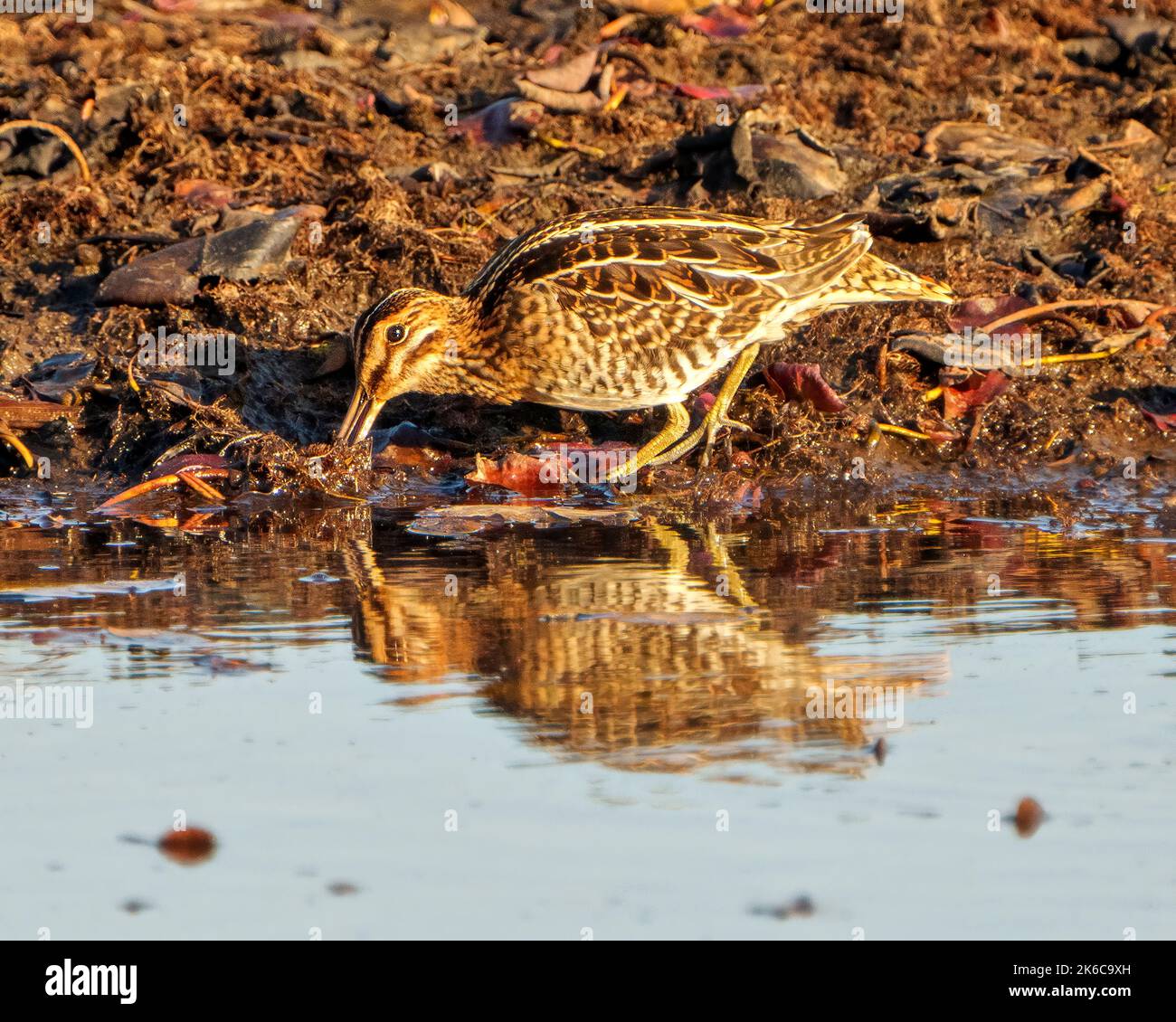 Sandpiper bird foraging for food by the water shore in a marsh with ...