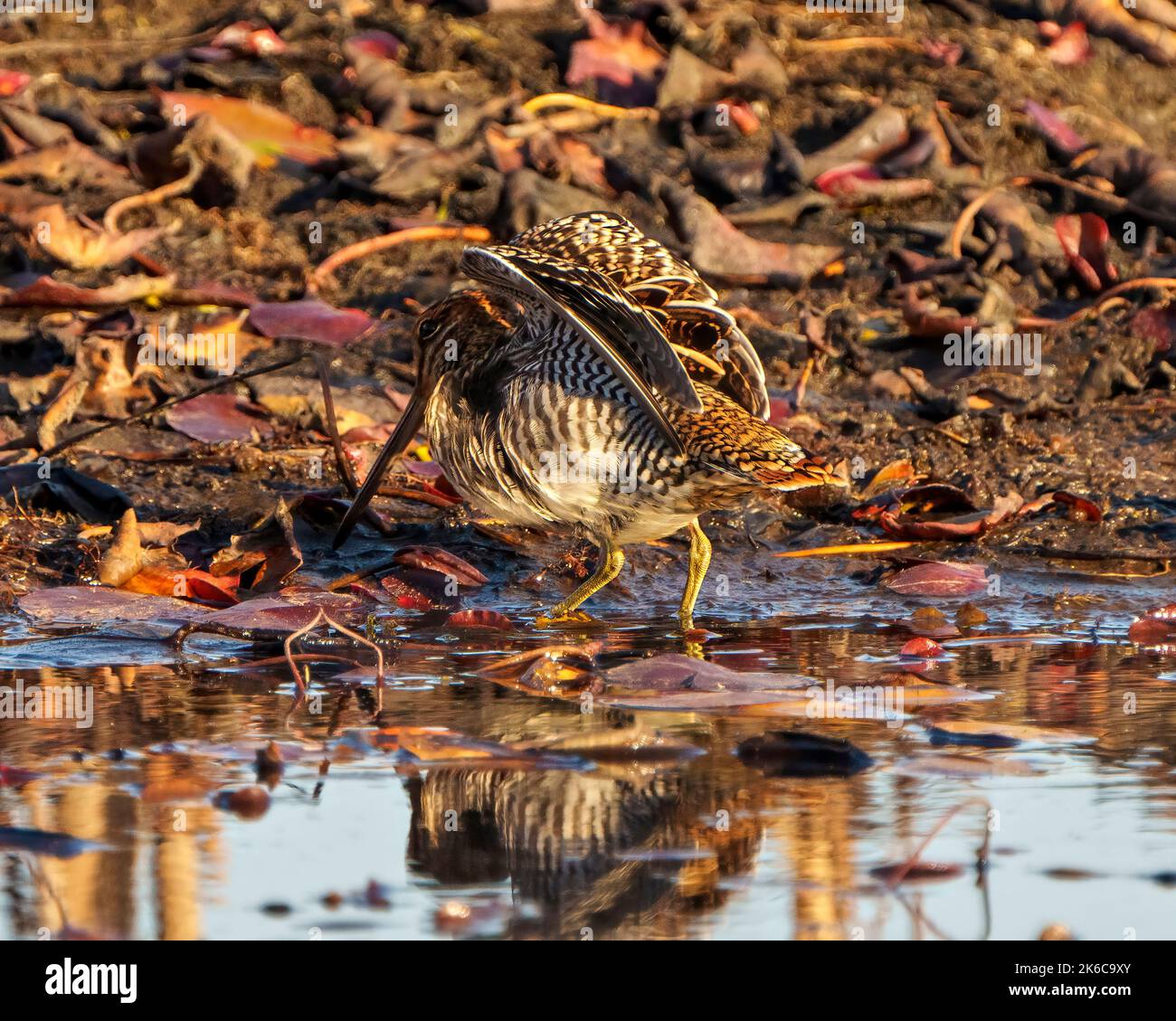 Sandpiper bird foraging for food by the water shore in a marsh with ...