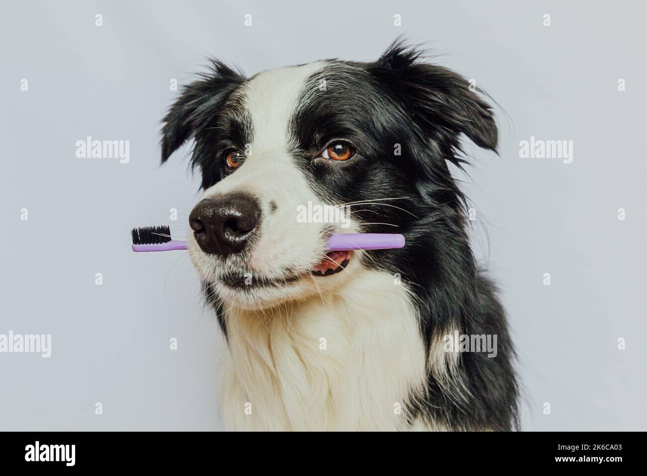 Cute smart funny puppy dog border collie holding toothbrush in mouth ...