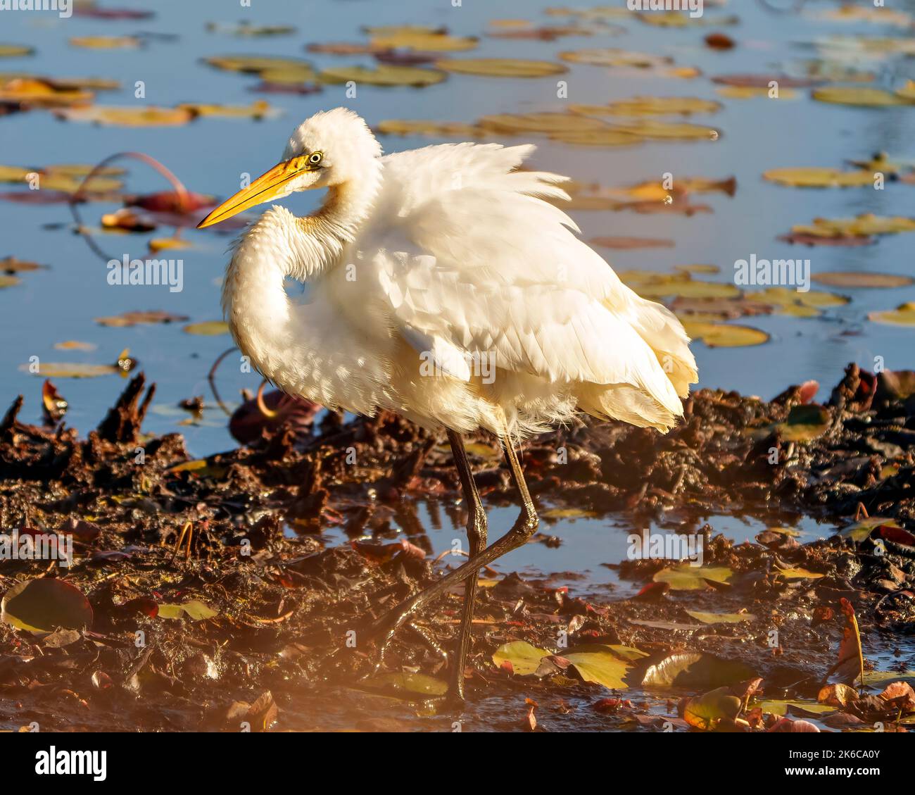 Great White Egret close-up profile side view basking in the sun in its ...