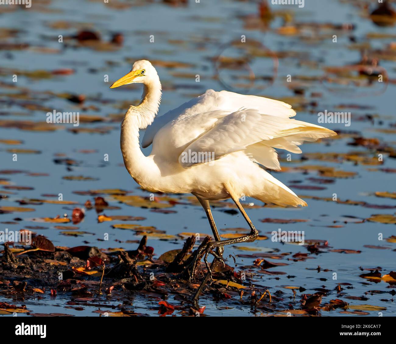 Great White Egret close-up profile side view basking in the sun in its ...