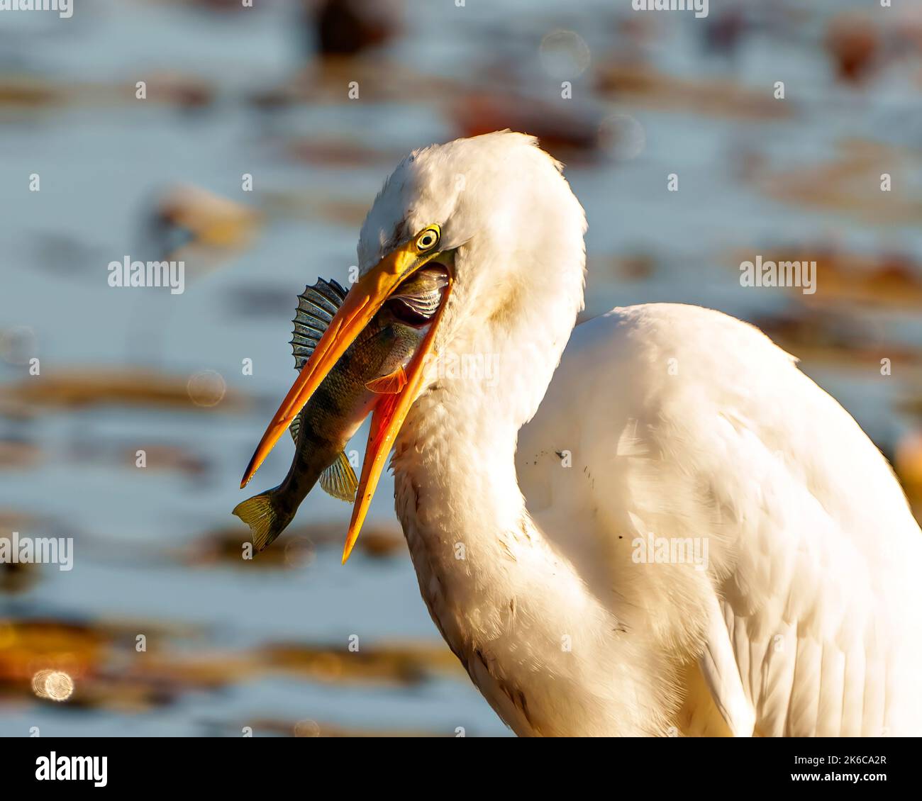 Great White Egret head close-up with a fish in its beak and basking in ...