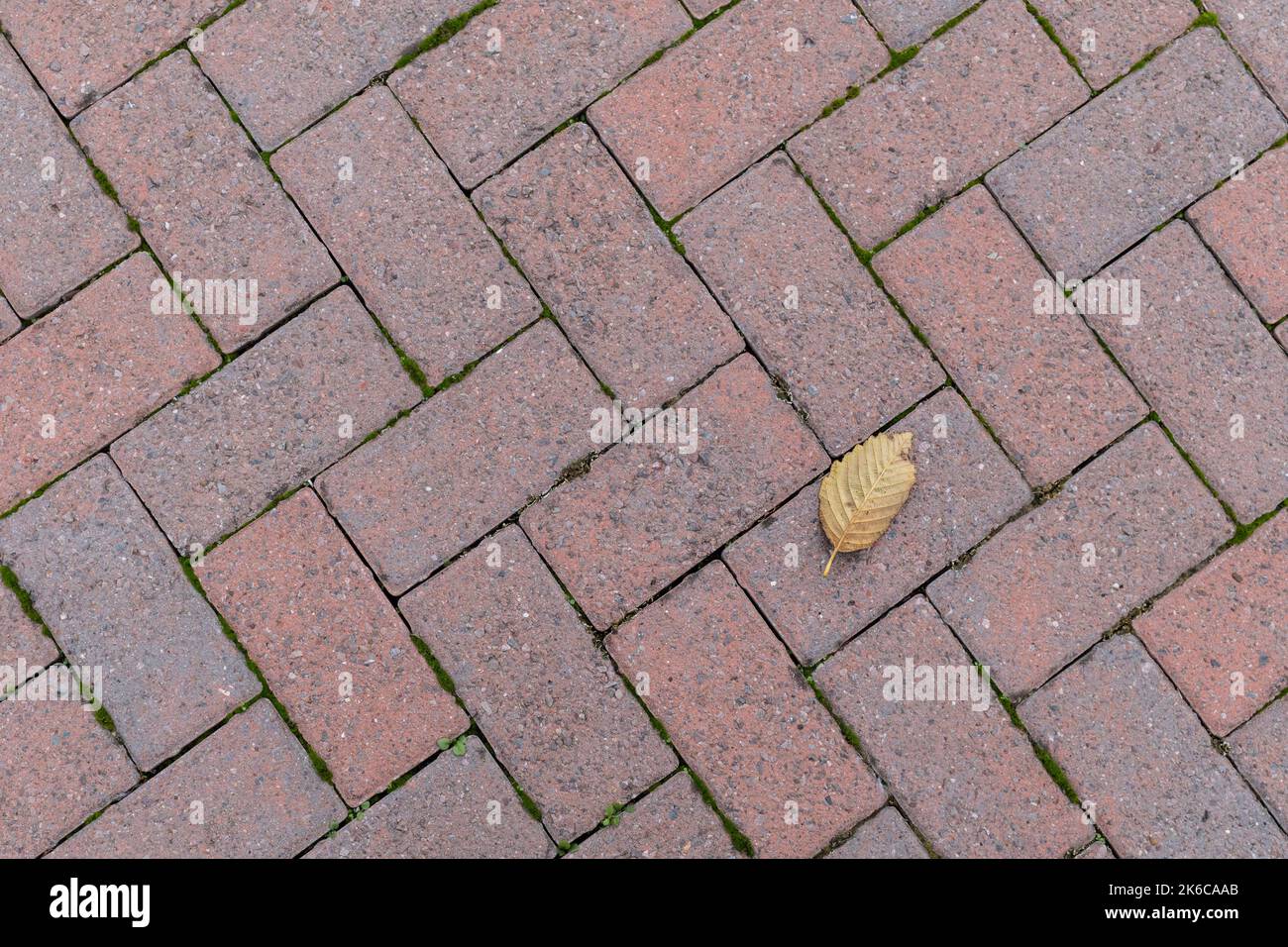 A dead Beech Tree leaf Fagus sylvatica lying on a block driveway Stock ...