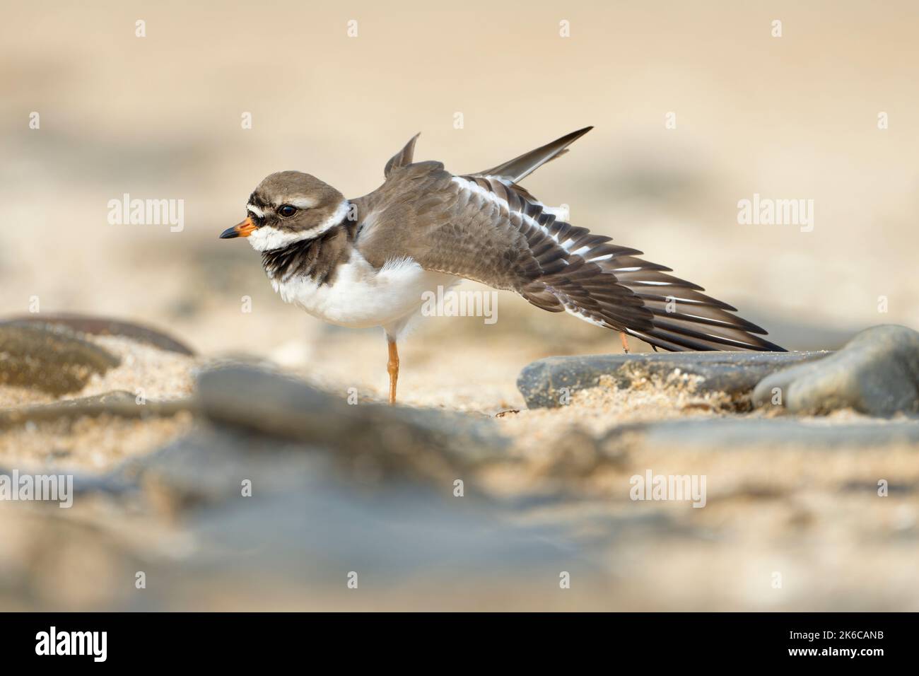 Common ringed plover (Charadrius Hiaticula) stretching its wings after ...