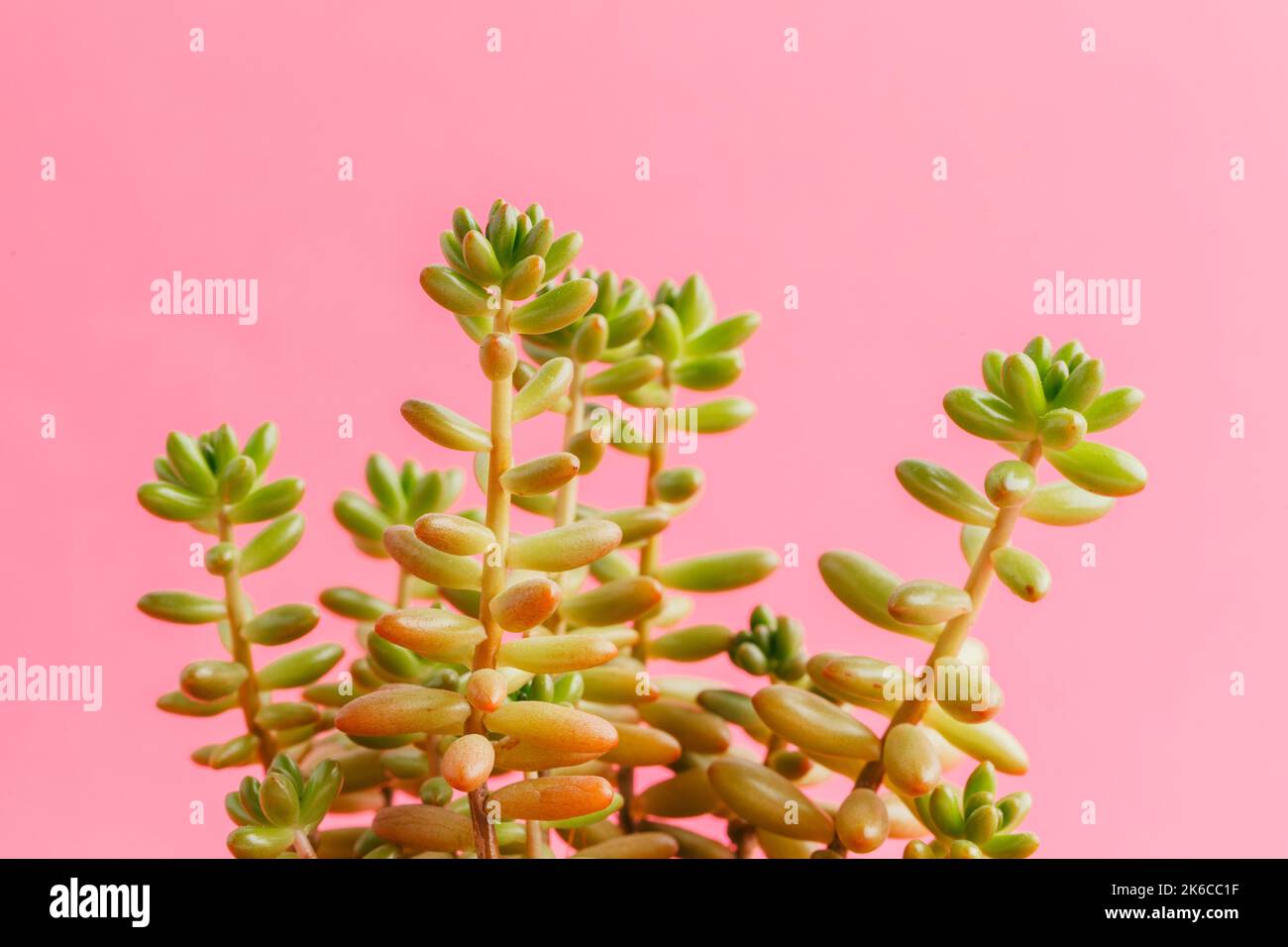 Succulent plants on pastel pink background. Flat lay Stock Photo - Alamy
