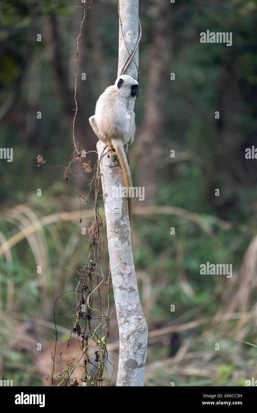 A baby gray langur climbing a tree in the Chitwan National Park in ...