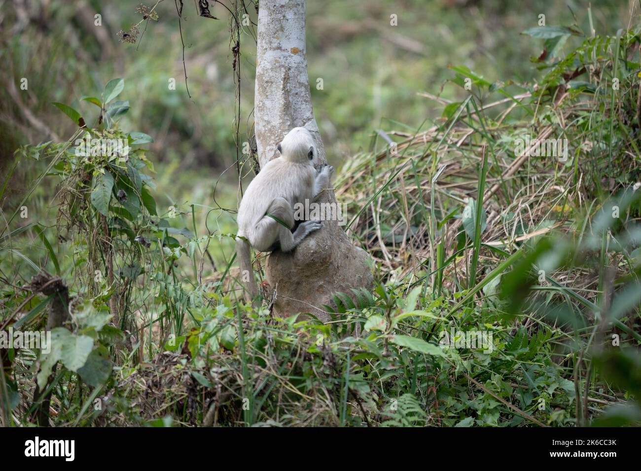 A baby gray langur climbing a tree in the Chitwan National Park in ...