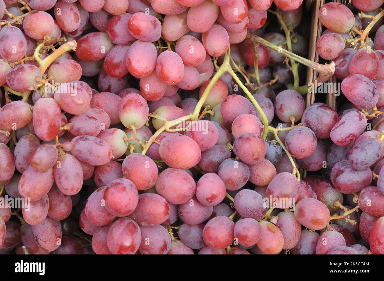 Copenhagen/Denmark/.13 October 2022/Grocery shoppers at .Fruit and ...
