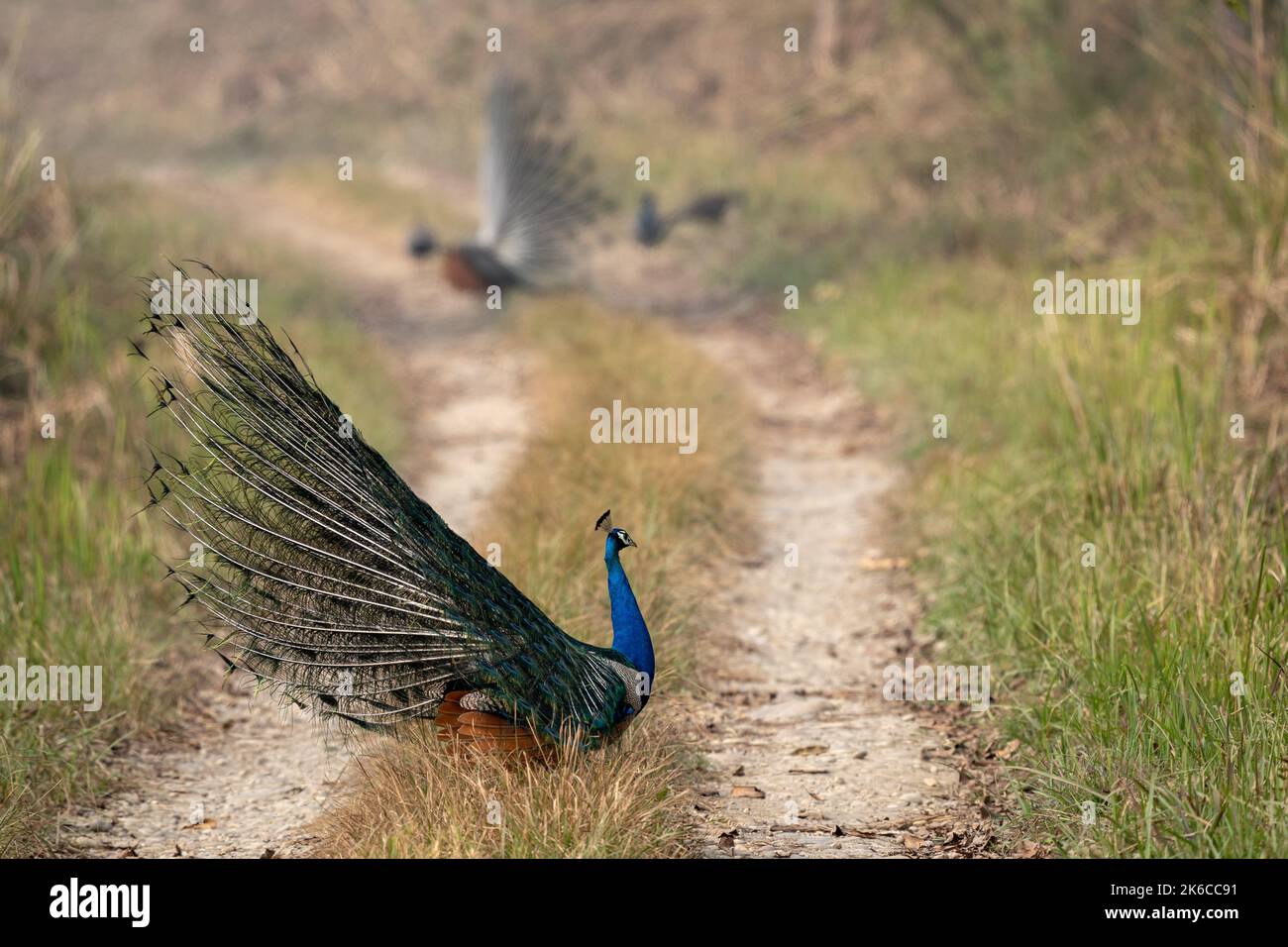 A Peacock With Tail Spread on Jungle Road in the Chitwan National Park ...