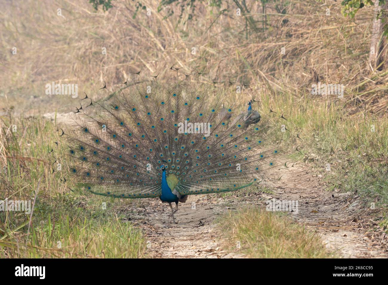 A Peacock With Tail Spread on Jungle Road in the Chitwan National Park ...