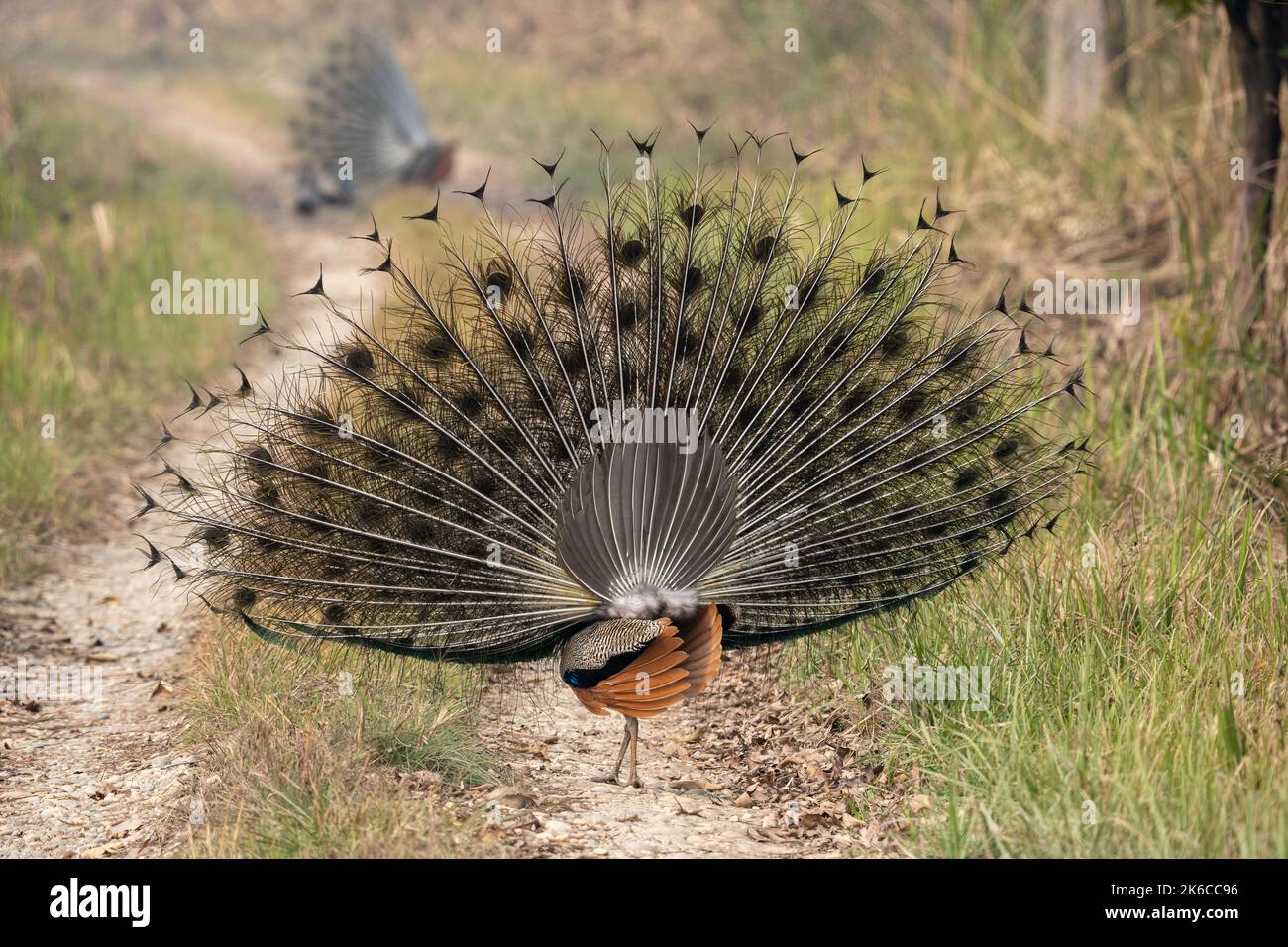 A Peacock With Tail Spread on Jungle Road in the Chitwan National Park ...