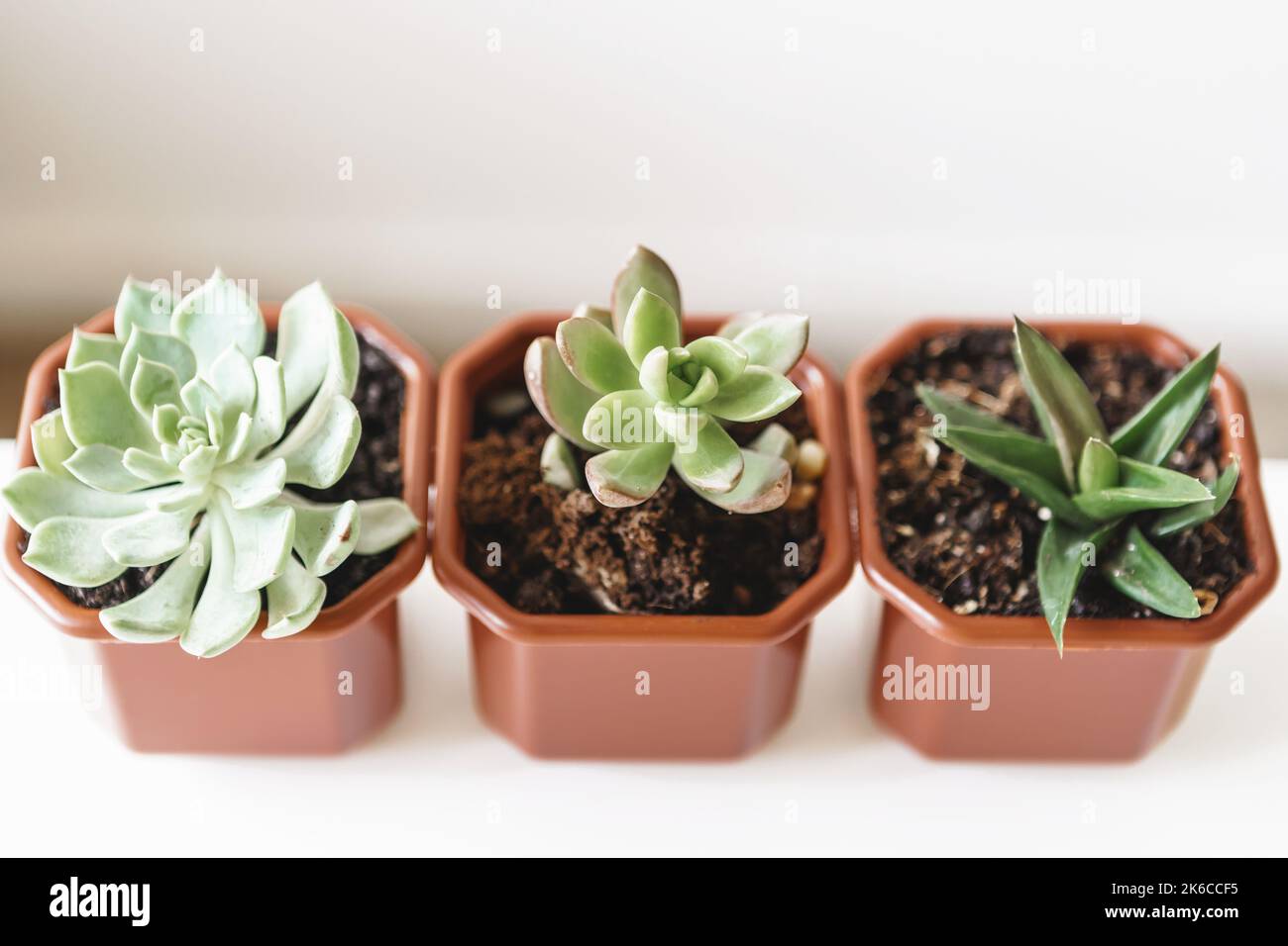 Group of succulent plants in small brown plastic pots indoors Stock ...