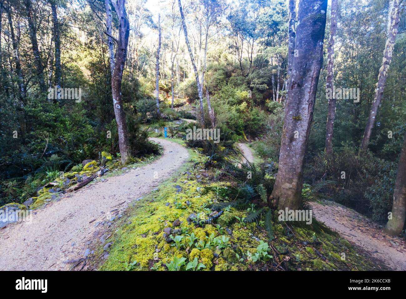 Derby mtb trail tasmania hi-res stock photography and images - Alamy